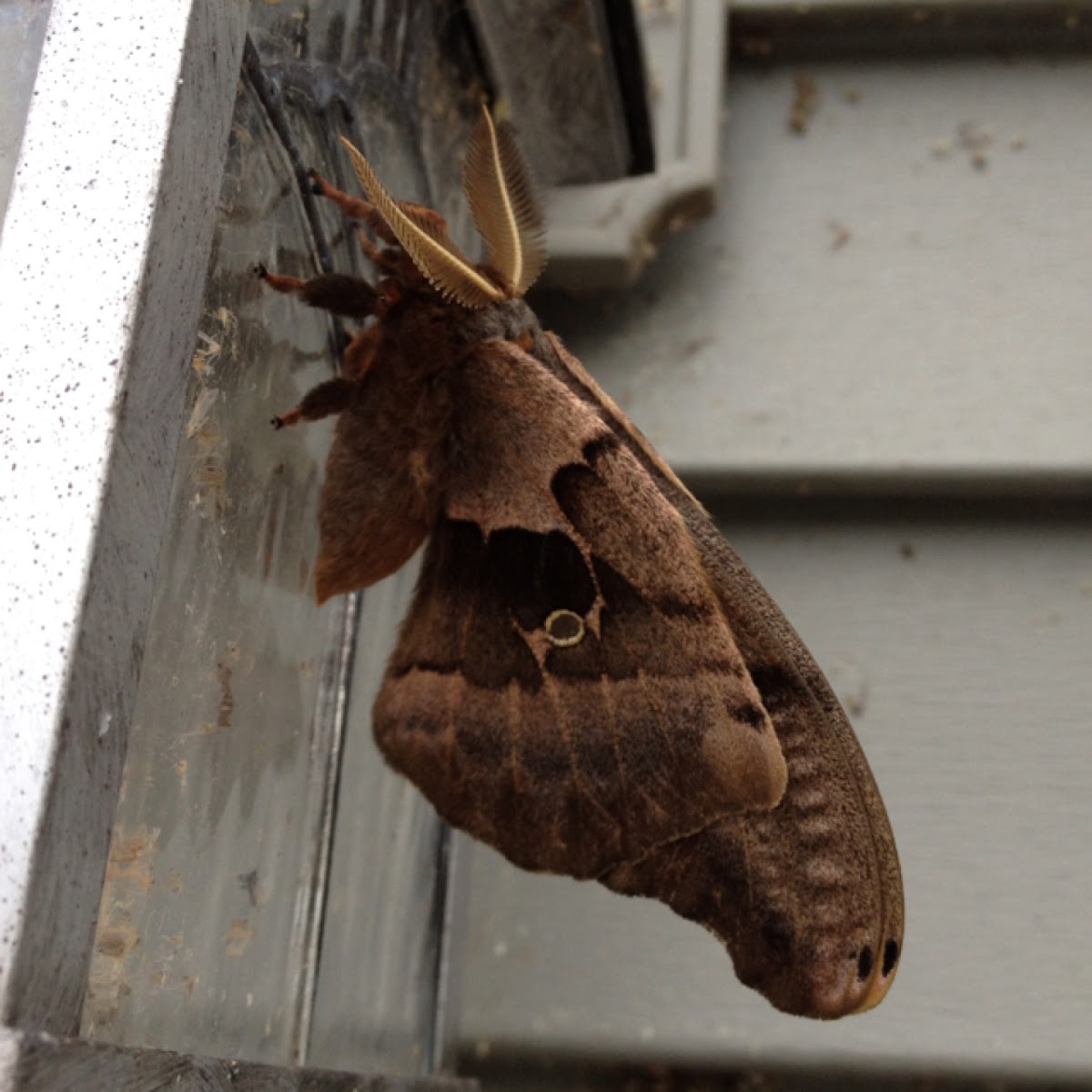 Polyphemus Moth | Project Noah