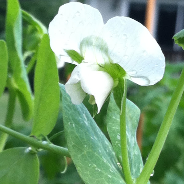 Sugar snap pea flower | Project Noah