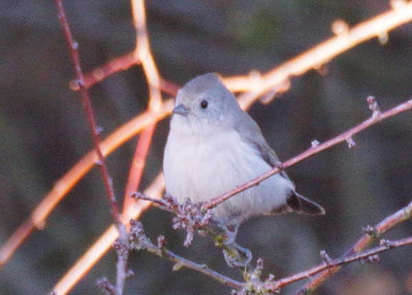 Oak Titmouse | Project Noah
