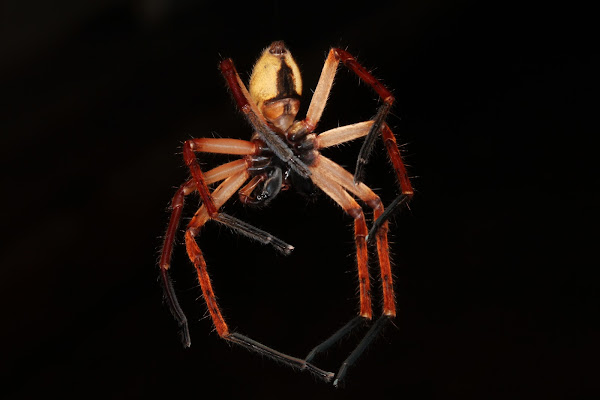 Huntsman spider | Project Noah