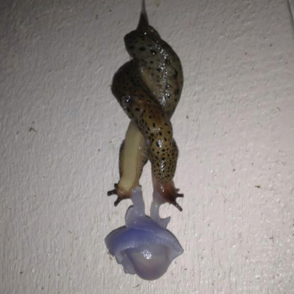 Leopard Slug | Project Noah