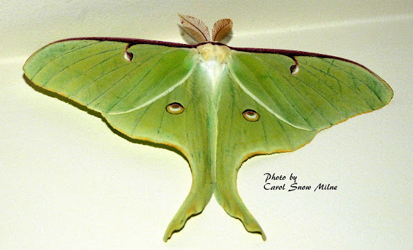 Luna Moth | Project Noah