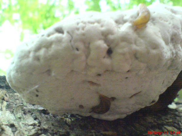 Antrodia serialis | Project Noah