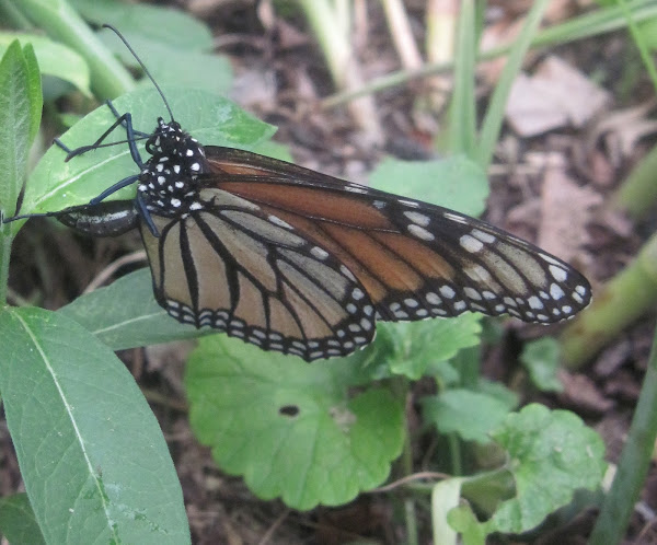Monarch Butterfly | Project Noah