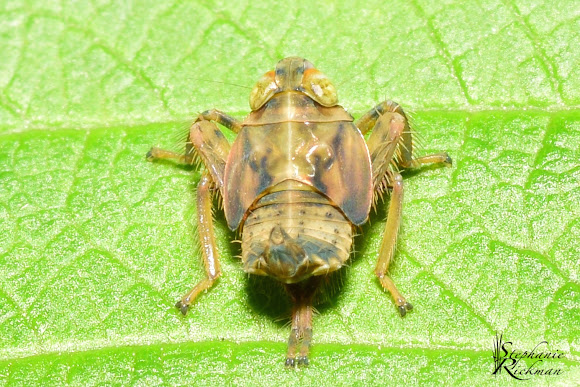 Coelidiine Leafhopper Nymph | Project Noah