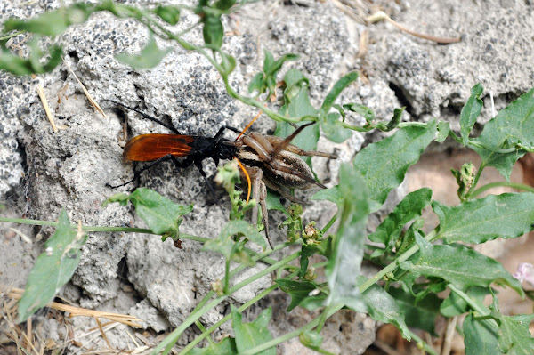 Tarantula hawk | Project Noah