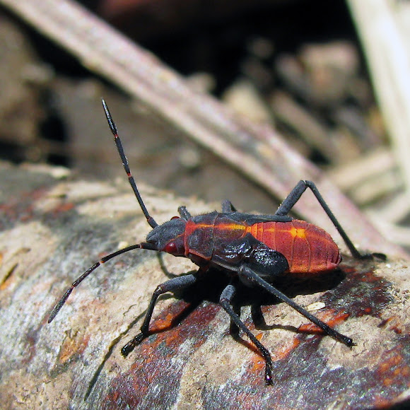 Eastern Boxelder Bug | Project Noah