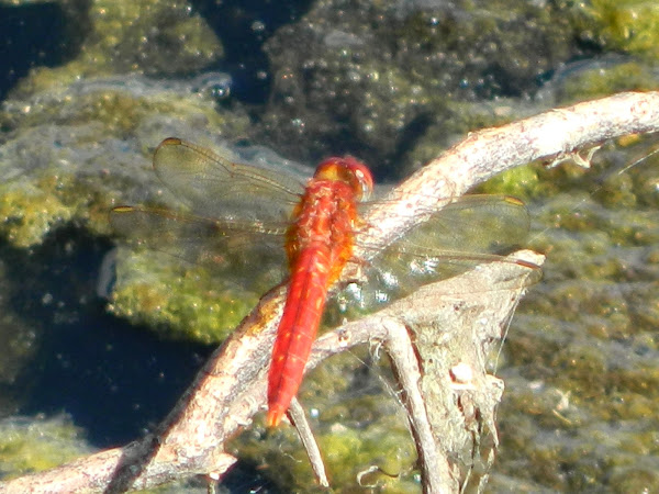 Scarlet Skimmer Dragonfly | Project Noah