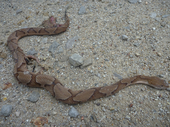 Copperhead | Project Noah