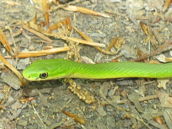 Northern Rough Green Snake | Project Noah
