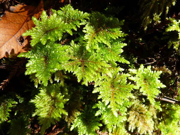 Umbrella Moss | Project Noah