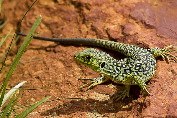 Ocellated Lizard | Project Noah