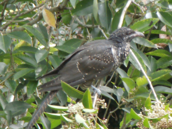 Juvenile Asian Koel | Project Noah