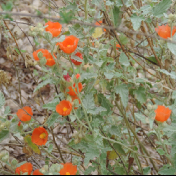Orange Globe Mallow | Project Noah