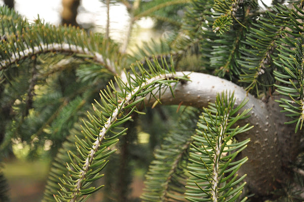 Weeping Silver Fir | Project Noah