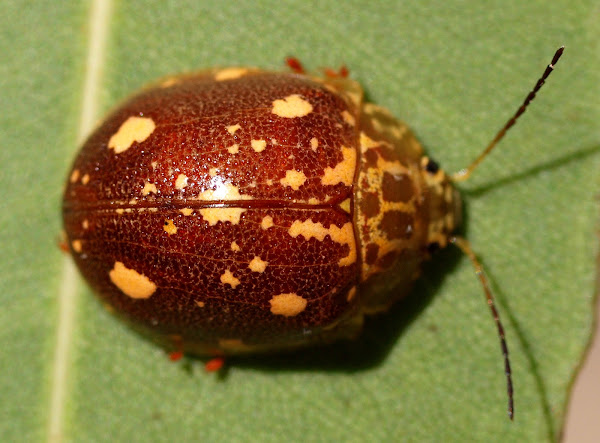 Eucalyptus Tortoise Beetle | Project Noah