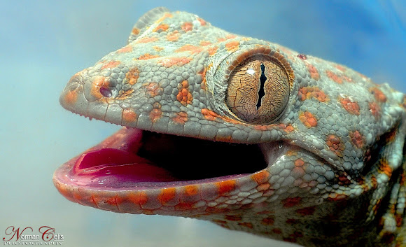Tokay Gecko | Project Noah