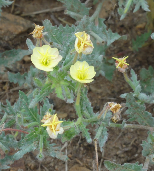 Cutleaf Evening Primrose | Project Noah