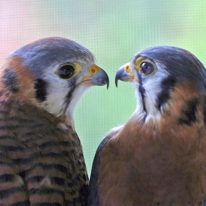 American kestrel | Project Noah