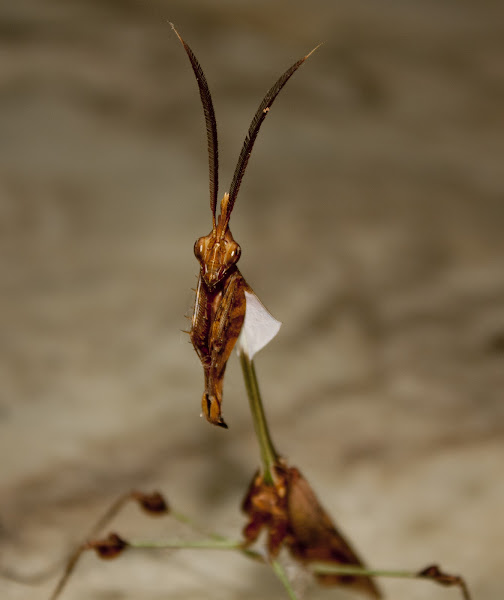 Mantis | Project Noah