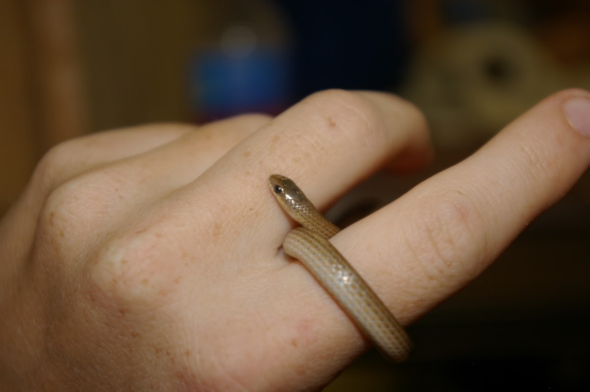 Flathead Snake | Project Noah