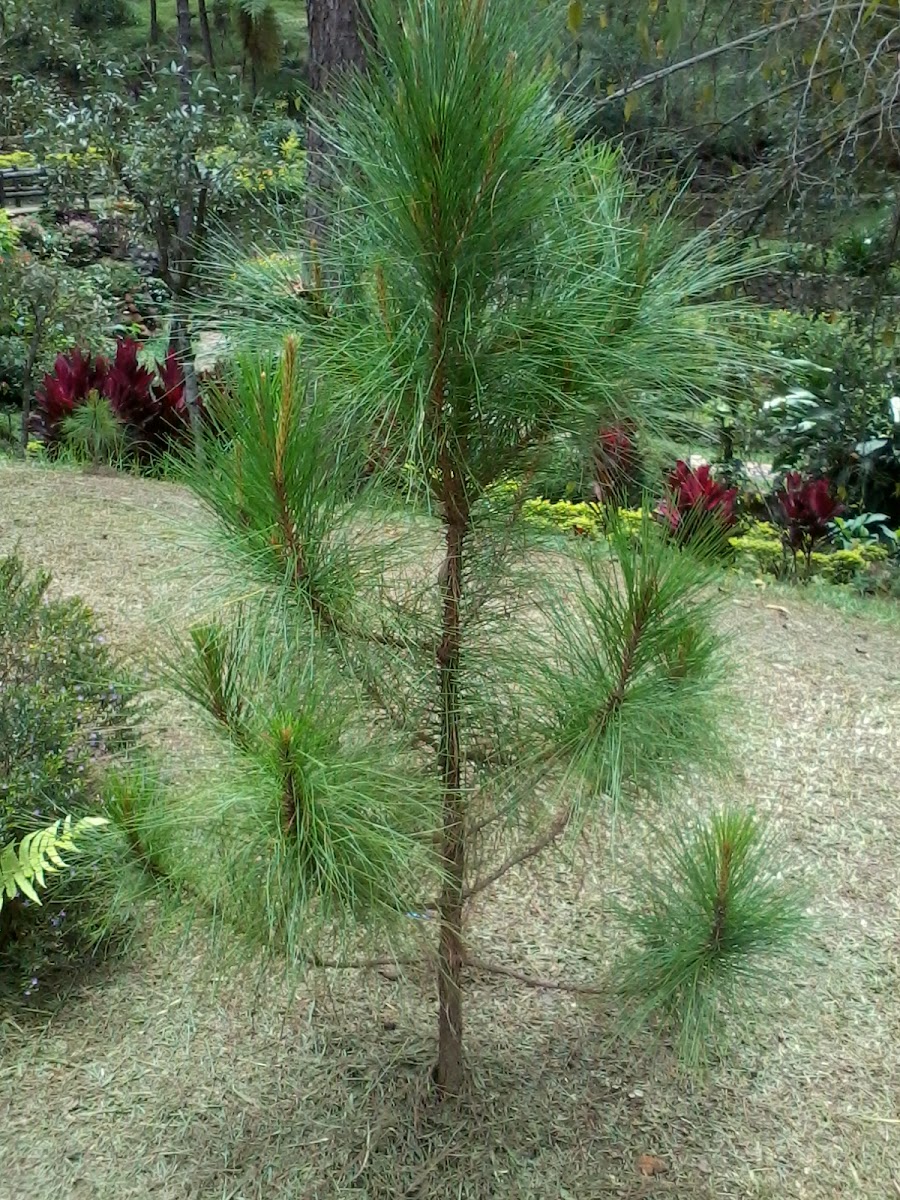 Benguet Pine | Project Noah