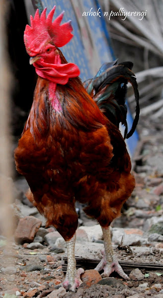 Rooster | Project Noah