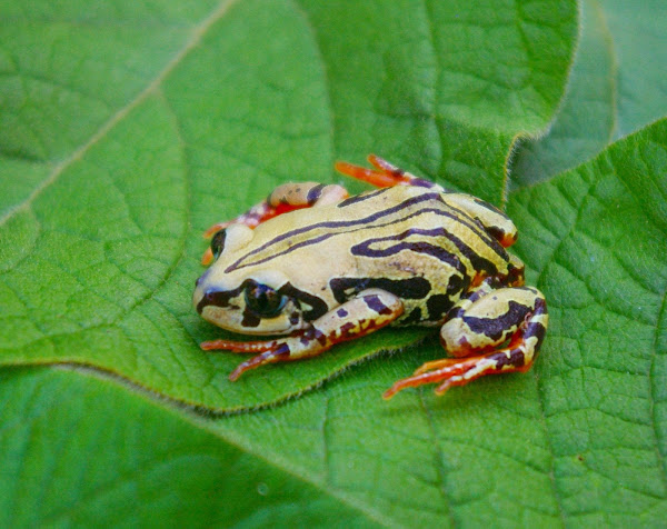 Weale's Running Frog | Project Noah