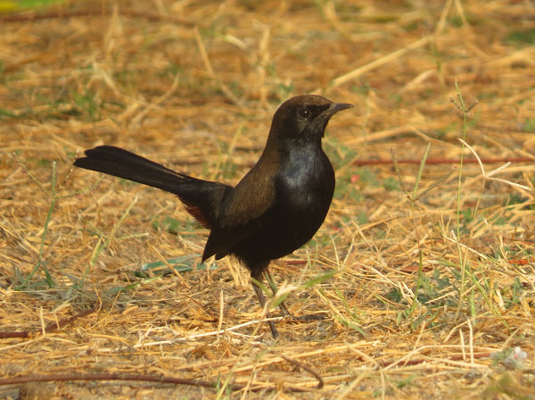 Indian Robin (male) | Project Noah