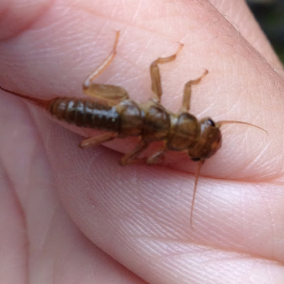 Stonefly larvae | Project Noah