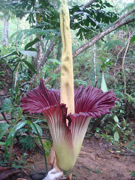 Titan Arum | Project Noah
