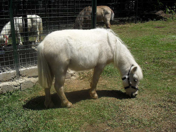 Pygmy Horse | Project Noah