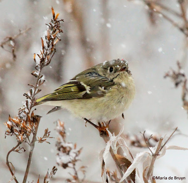 Ruby-crowned kinglet | Project Noah