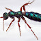 Bluebottle, aka Blue 'ant' wasp | Project Noah