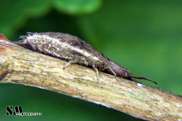 Owl fly larva | Project Noah