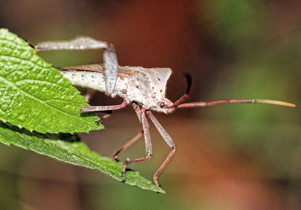 Giant Leaf-Footed Bug | Project Noah