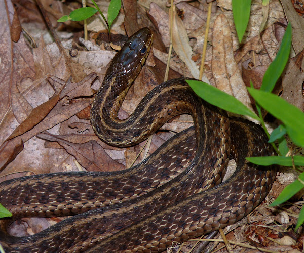 Eastern Garter Snake | Project Noah
