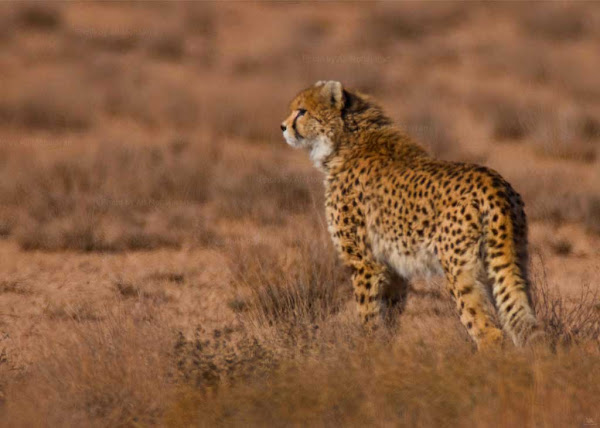 Asiatic Cheetah | Project Noah