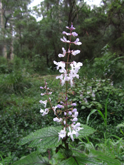 African spur-flower | Project Noah