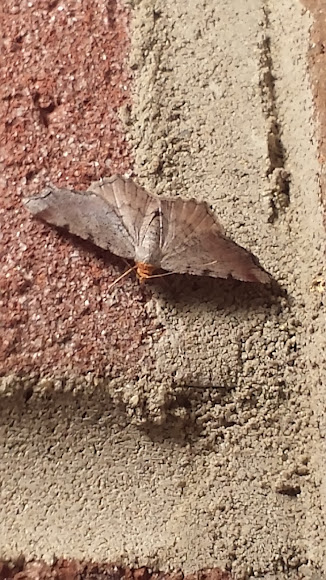 Red-headed Inchworm Moth | Project Noah