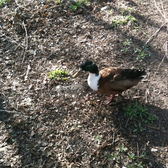 Duclair Duck | Project Noah