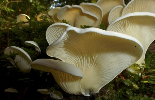 Angel's Wing Mushrooms | Project Noah