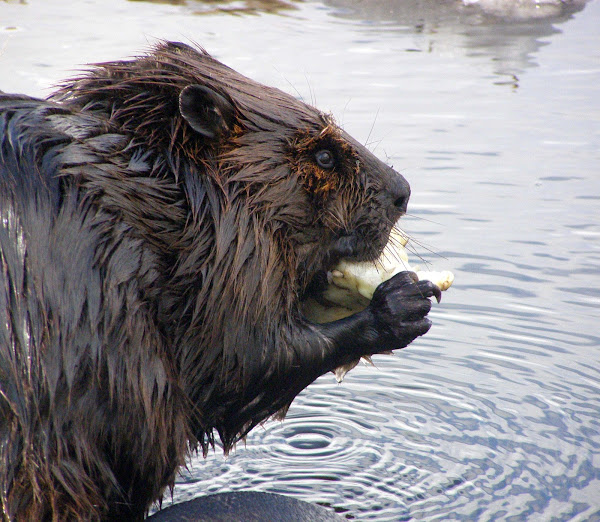 North American beaver | Project Noah