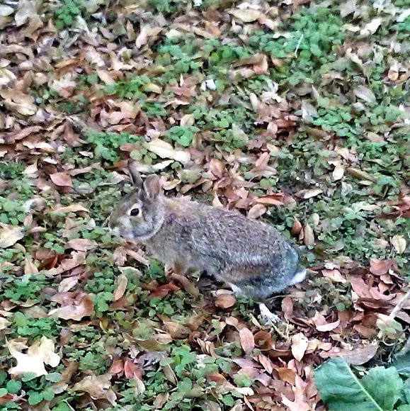 Eastern Cottontail | Project Noah