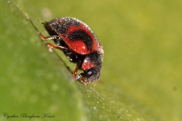 Vedalia Beetle | Project Noah