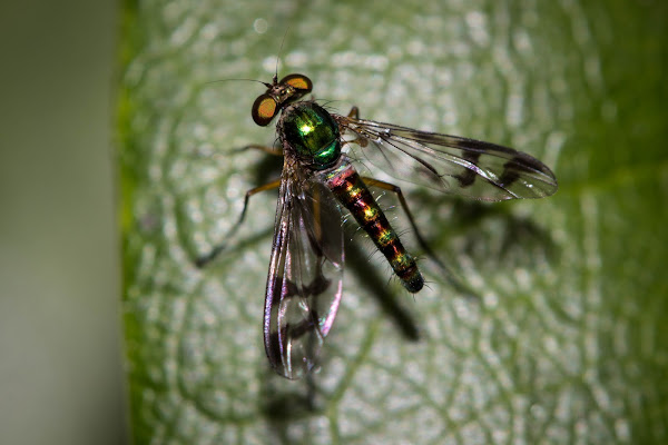 Long-legged Fly | Project Noah