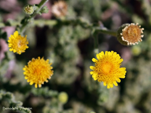 Undulate Fleabane | Project Noah