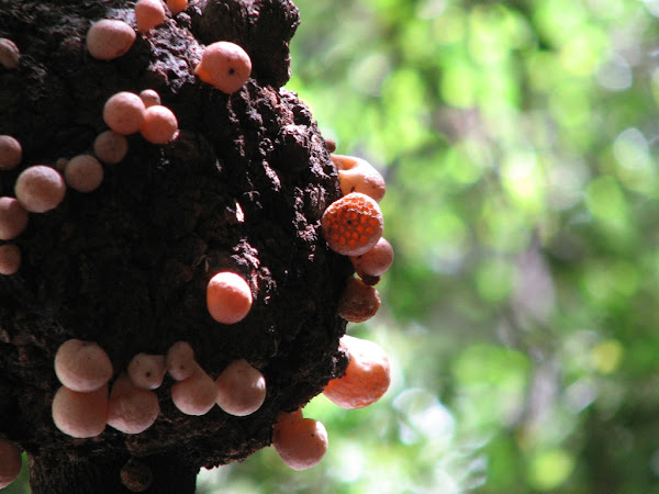 myrtle orange | Project Noah