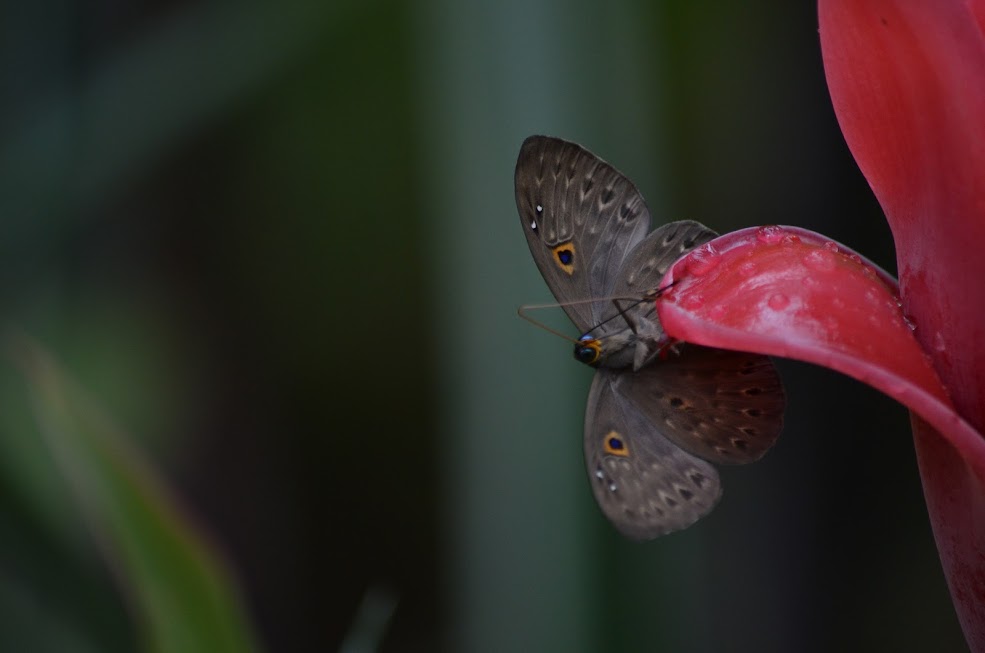 Azure-winged Eurybia in a ginger flower | Project Noah