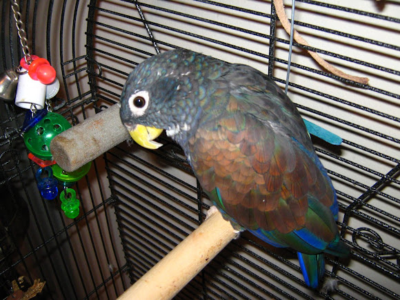 Bronze-winged Pionus | Project Noah